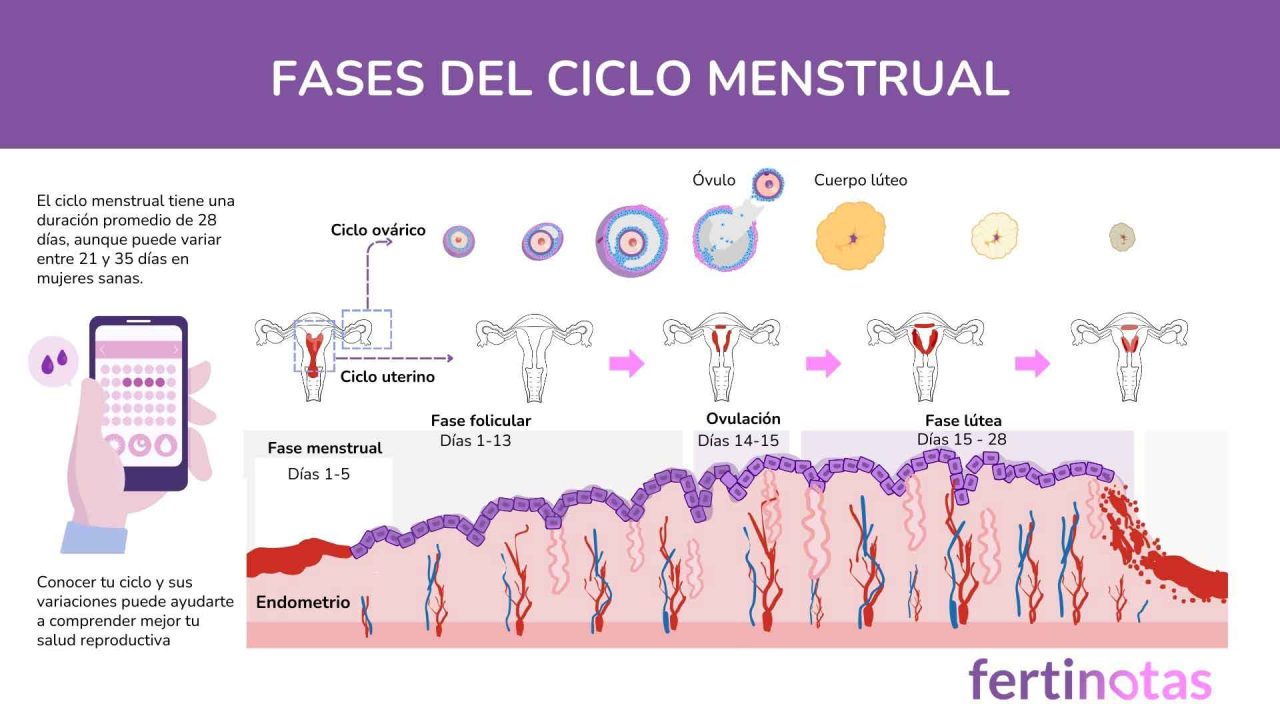 Fases del ciclo menstrual: Conoce cada etapa y su función - Fertinotas