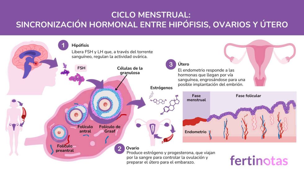 Fases Del Ciclo Menstrual Conoce Cada Etapa Y Su Función Fertinotas