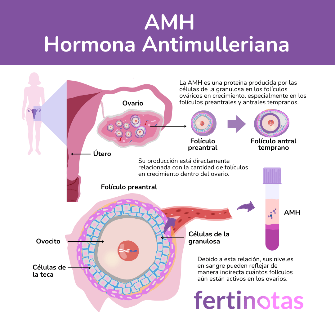 Hormona Antimulleriana (AMH): Qué es y valores normales - Fertinotas