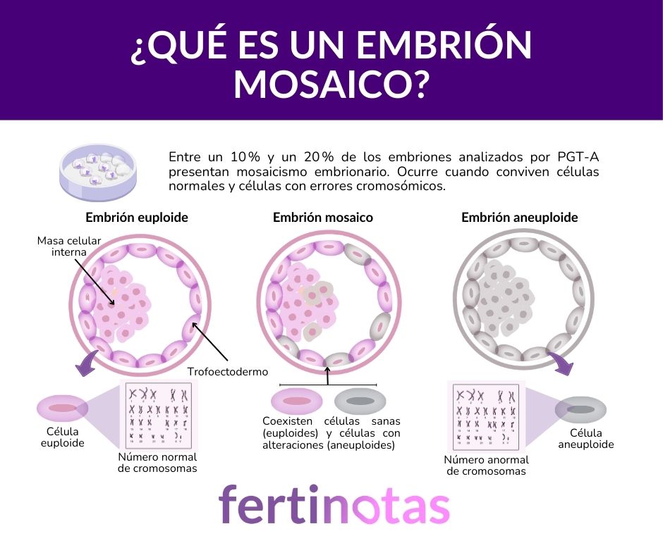 Mosaicismo embrionario: qué es, tipos y opciones de transferencia ...