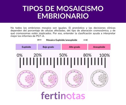 Mosaicismo embrionario: qué es, tipos y opciones de transferencia ...