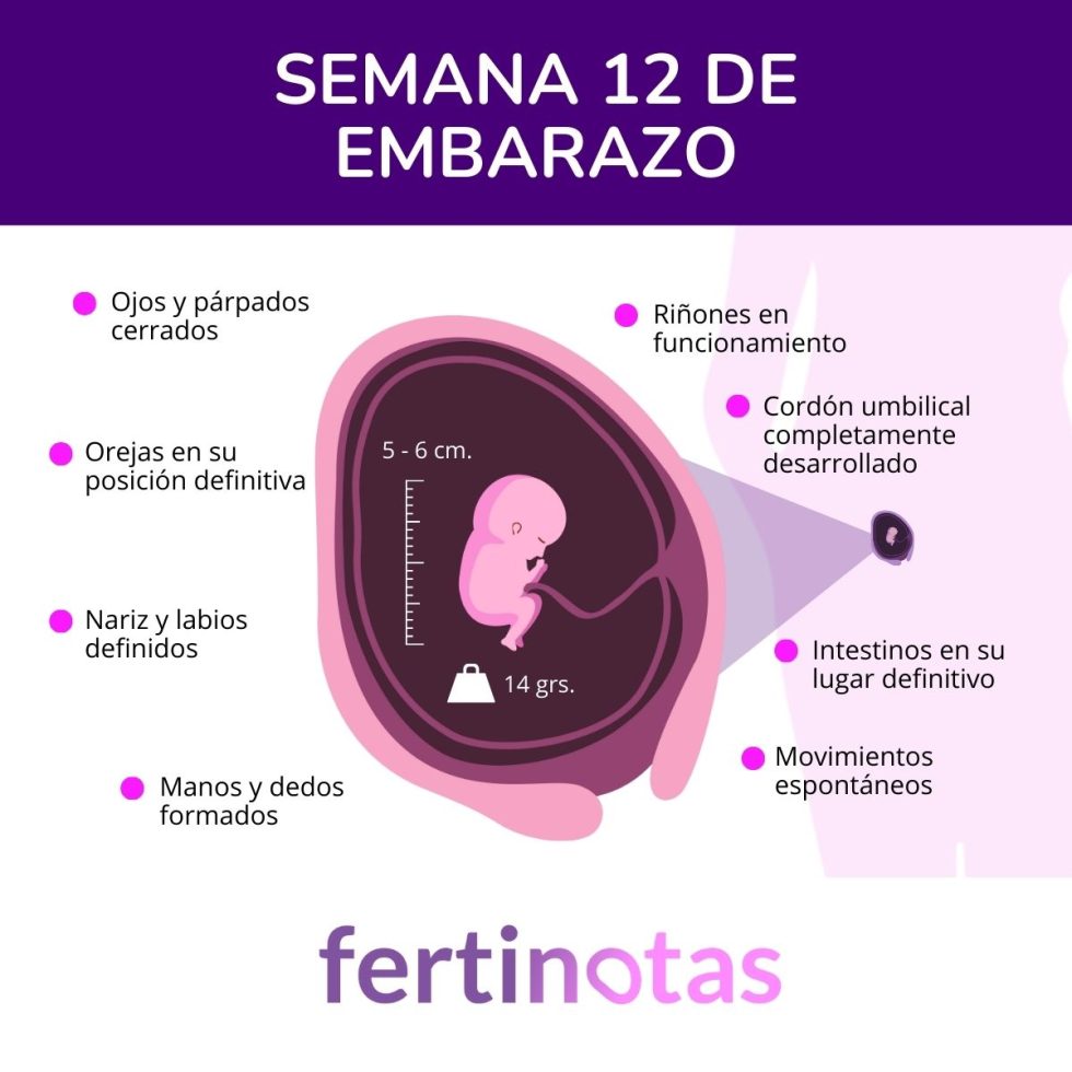 Tu bebé en la semana 12 de embarazo - Fertinotas