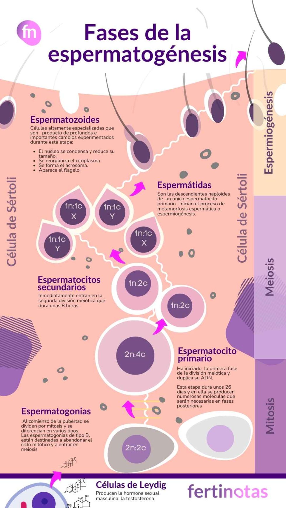 Espermatogénesis: cómo se producen los espermatozoides - Fertinotas