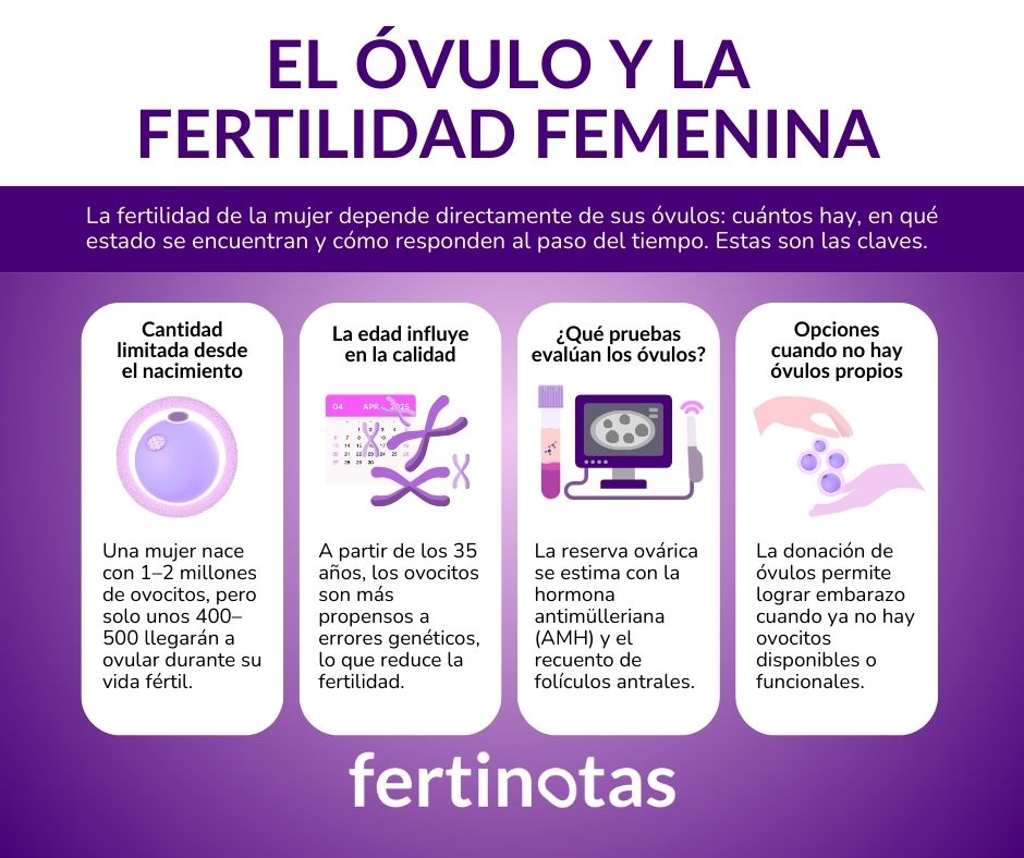 Óvulo: la célula clave en la fertilidad femenina - Fertinotas